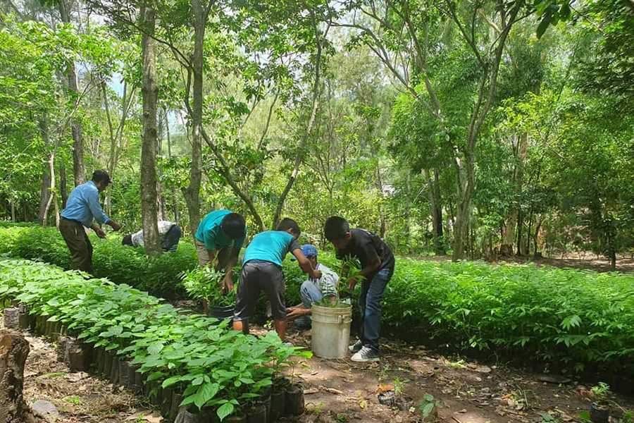 Vivero Forestal Municipal – Municipalidad de Yupiltepeque